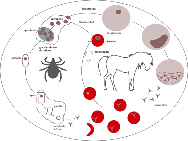 Piroplasmoses - Respe - Réseau d'Epidémio-Surveillance en Pathologie Équine