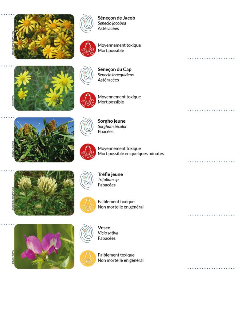 Pâtures et foin : quelles sont les principales plantes toxiques pour ...