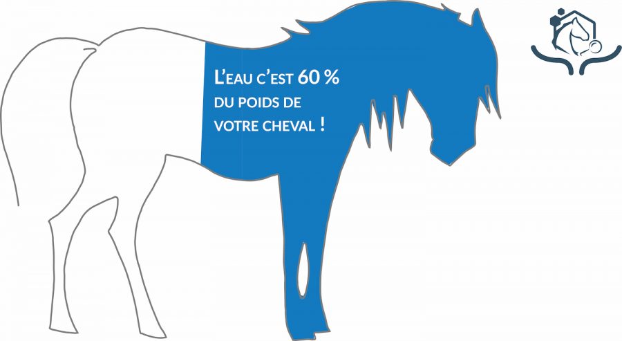 L’eau et l’abreuvement chez le cheval - RESPE