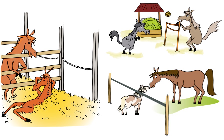 Budget temps du cheval : mieux le connaître pour mieux le respecter et ...