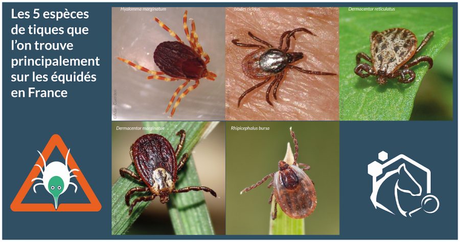 Les tiques : ne pas les sous-estimer ! - RESPE