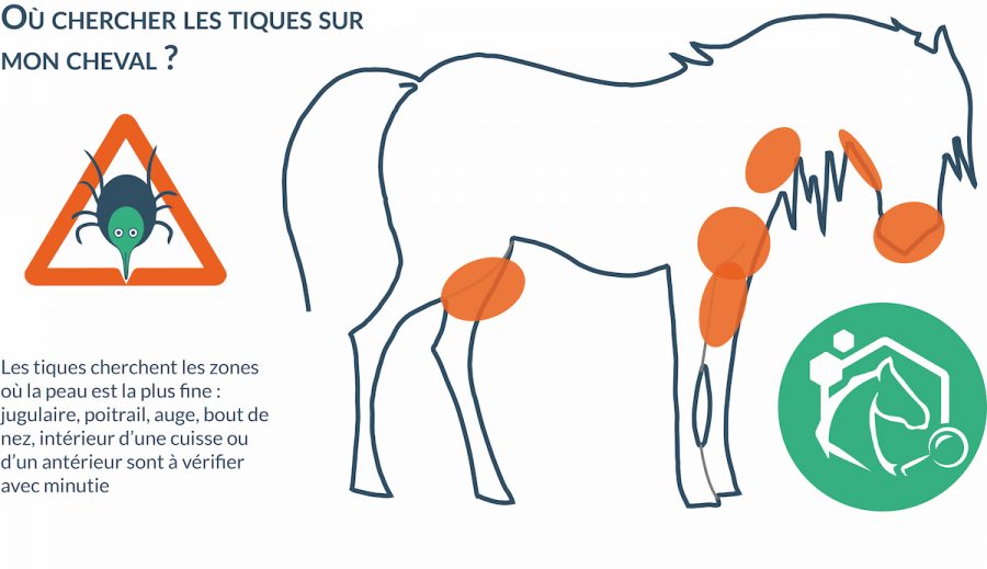 Les tiques : ne pas les sous-estimer ! - RESPE