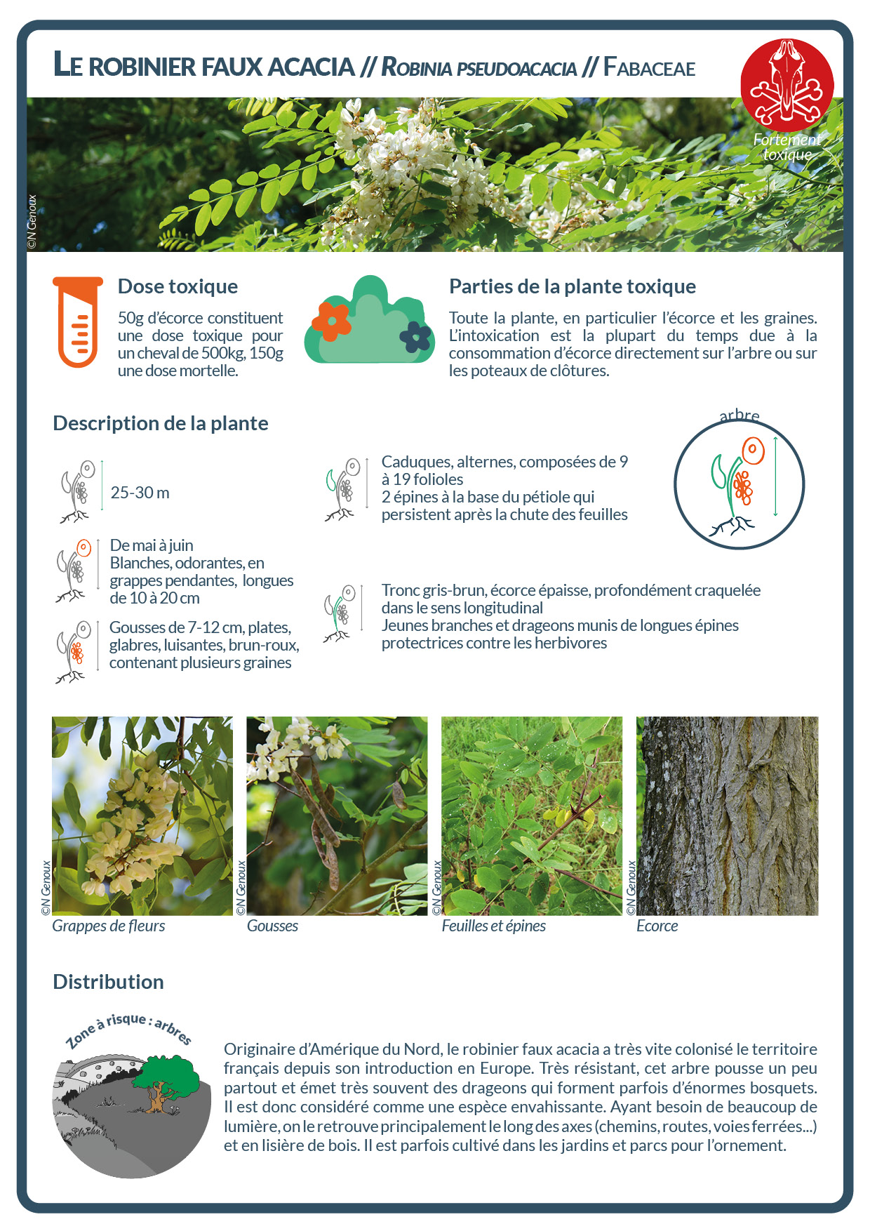 Plantes toxiques : Le robinier faux acacia - RESPE