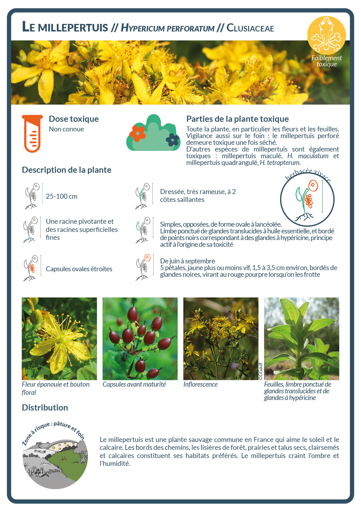 Plantes toxiques : Millepertuis - RESPE