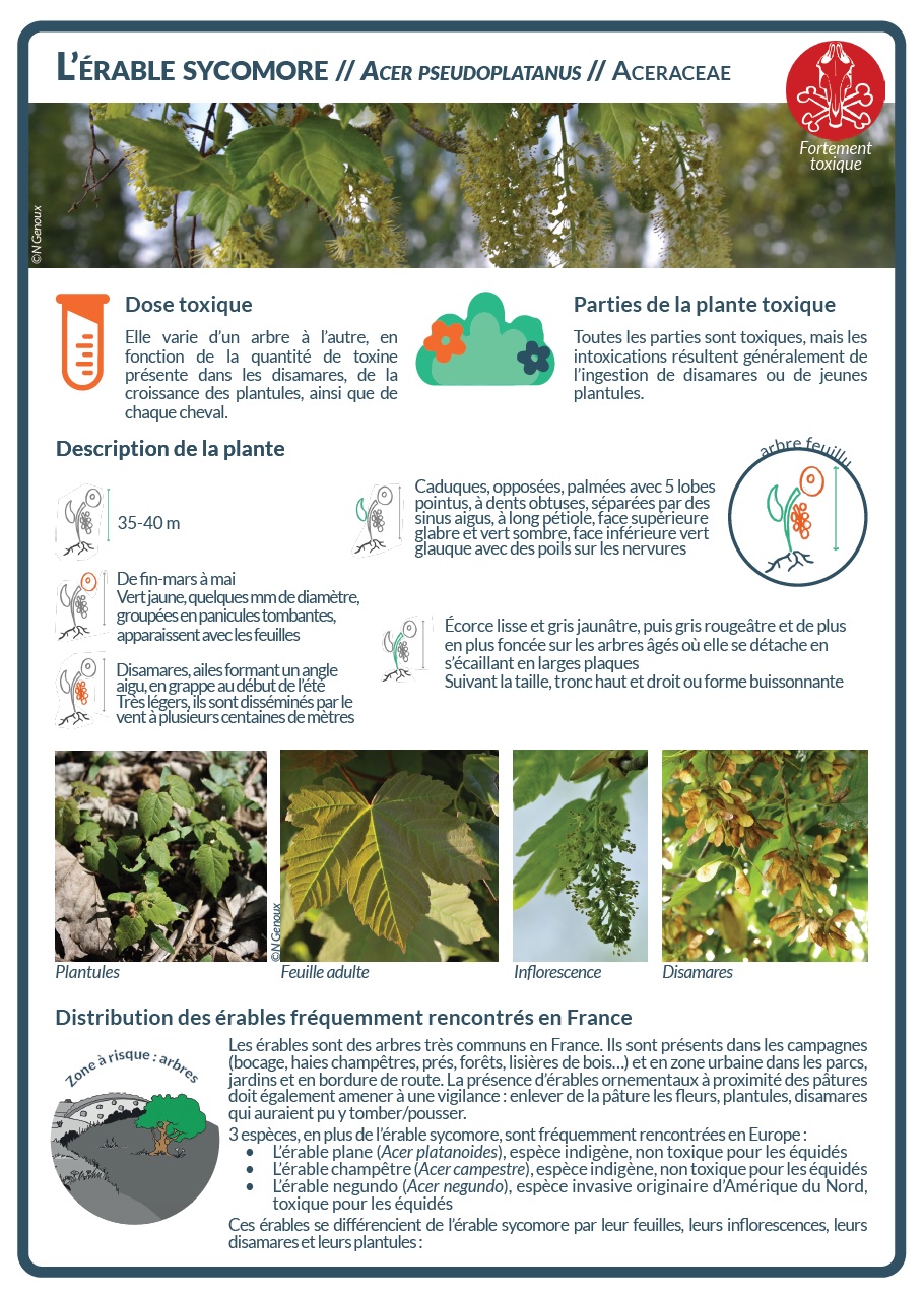 Plantes toxiques : Érable Sycomore - RESPE