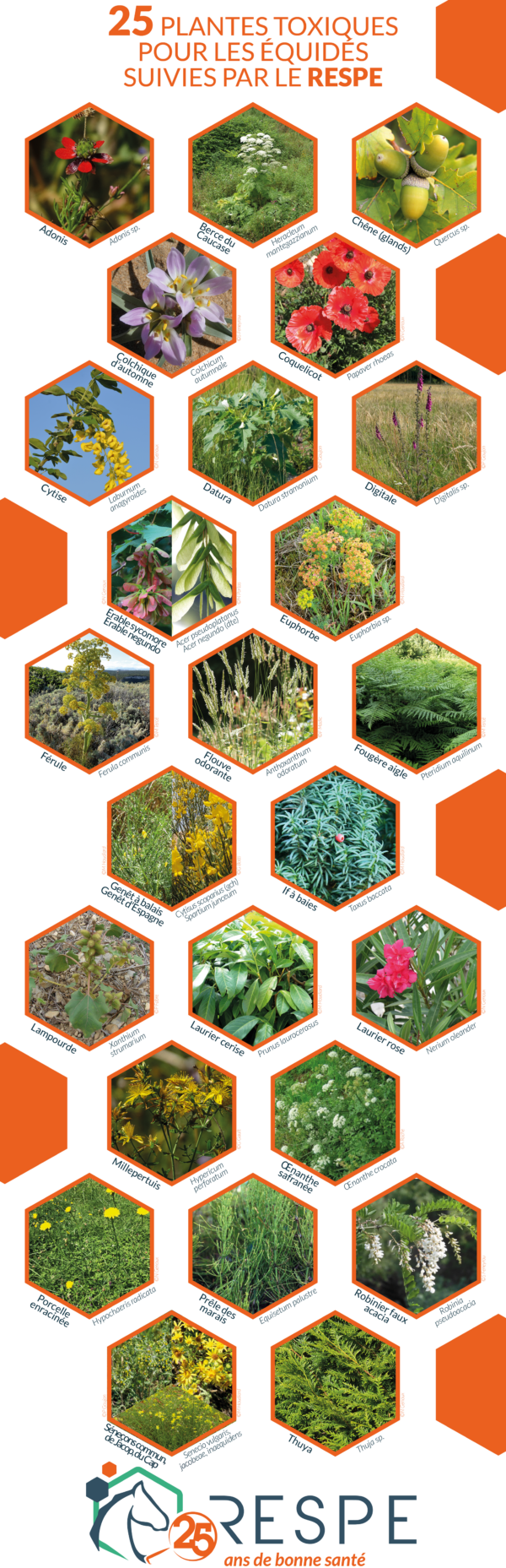 Les 25-RESPE n°2 : 25 plantes toxiques pour les équidés suivies par le ...