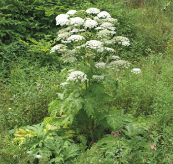 La Berce du Caucase – Heracleum mantegazzianum - RESPE