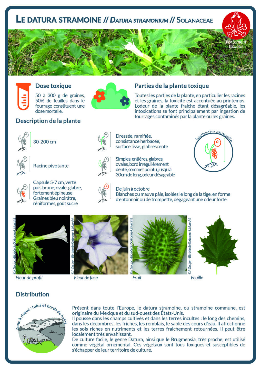 Plantes toxiques : Le datura stramoine – Datura Stramonium - RESPE