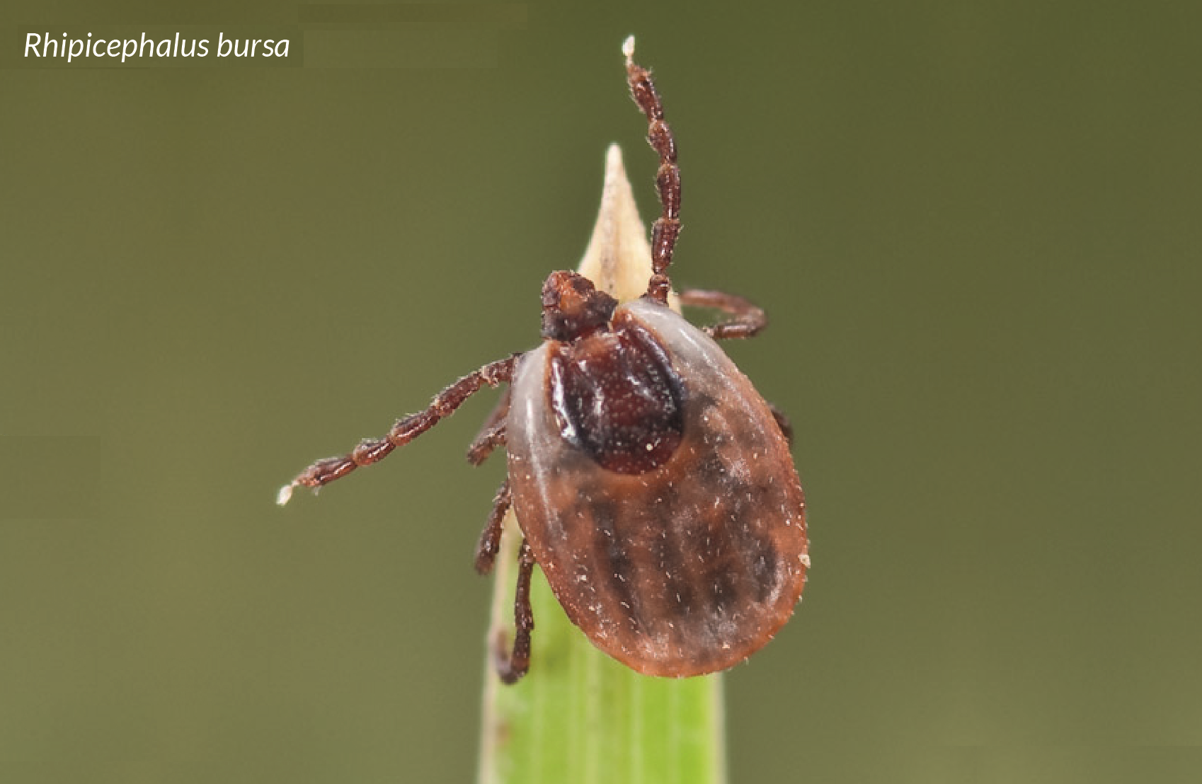 Les tiques : mieux les connaître pour mieux protéger nos équidés ! - RESPE