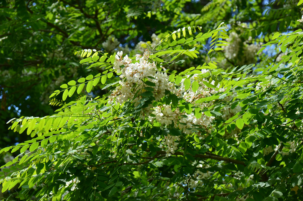 Le robinier faux-acacia - Respe - Réseau d'Epidémio-Surveillance en ...
