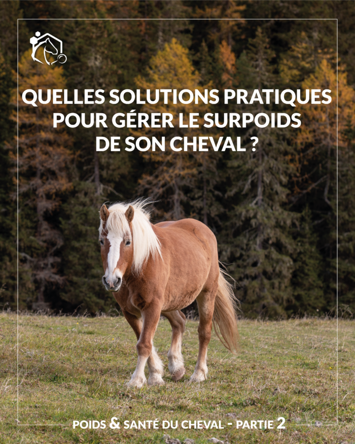 Poids et santé du cheval – partie 2 - RESPE