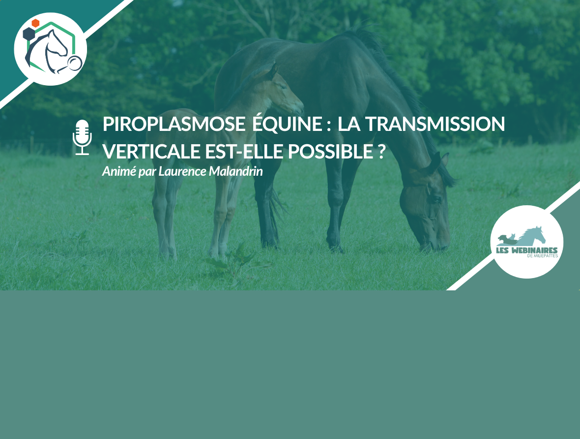 Transmission verticale de la piroplasmose équine : est-ce possible ...