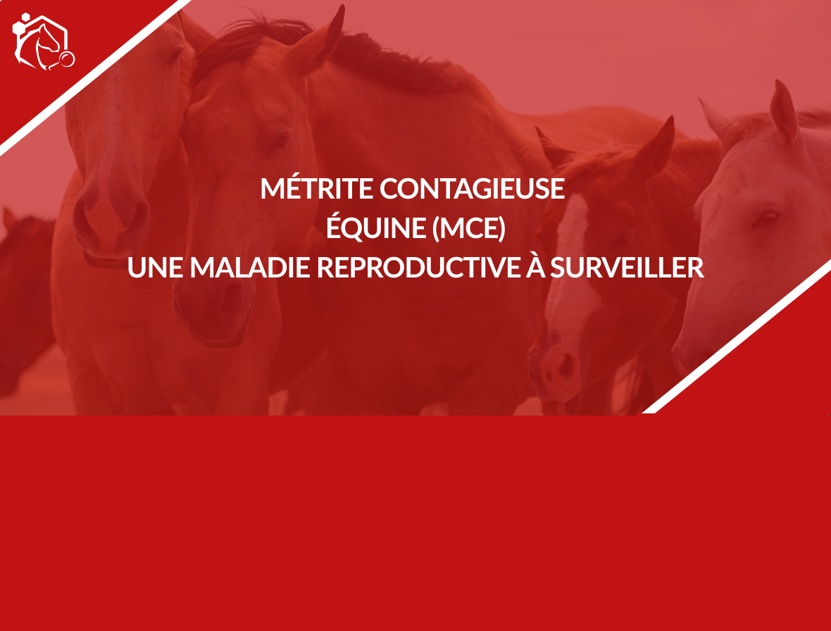Métrite contagieuse équine (MCE) : ce qu’il faut savoir - RESPE